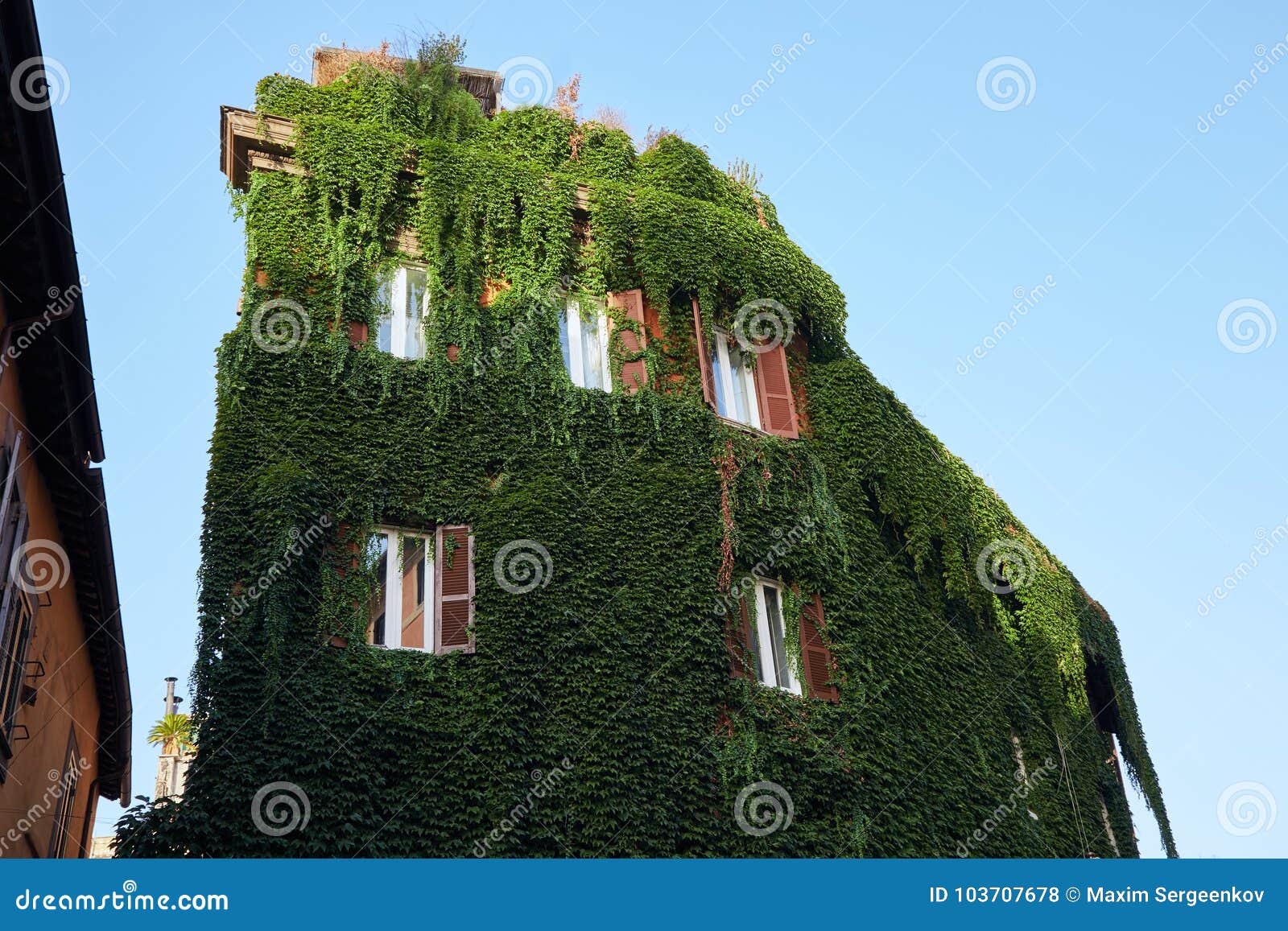The Building is Overgrown with Vine Lightly Stock Photo - Image of ...