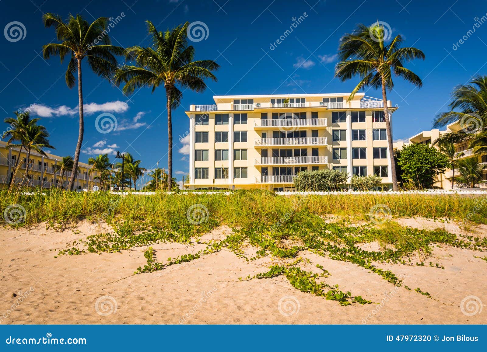 Building and Palm Trees Along the Beach in Palm Beach, Florida. Stock ...
