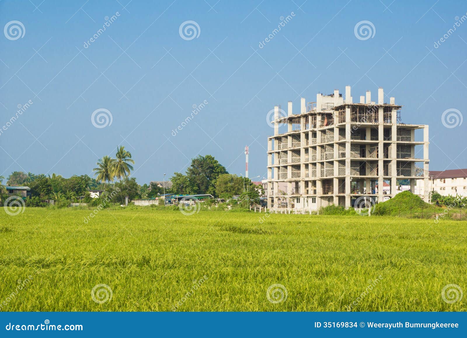 Building and the Rice Field Stock Photo - Image of green, farm: 35169834
