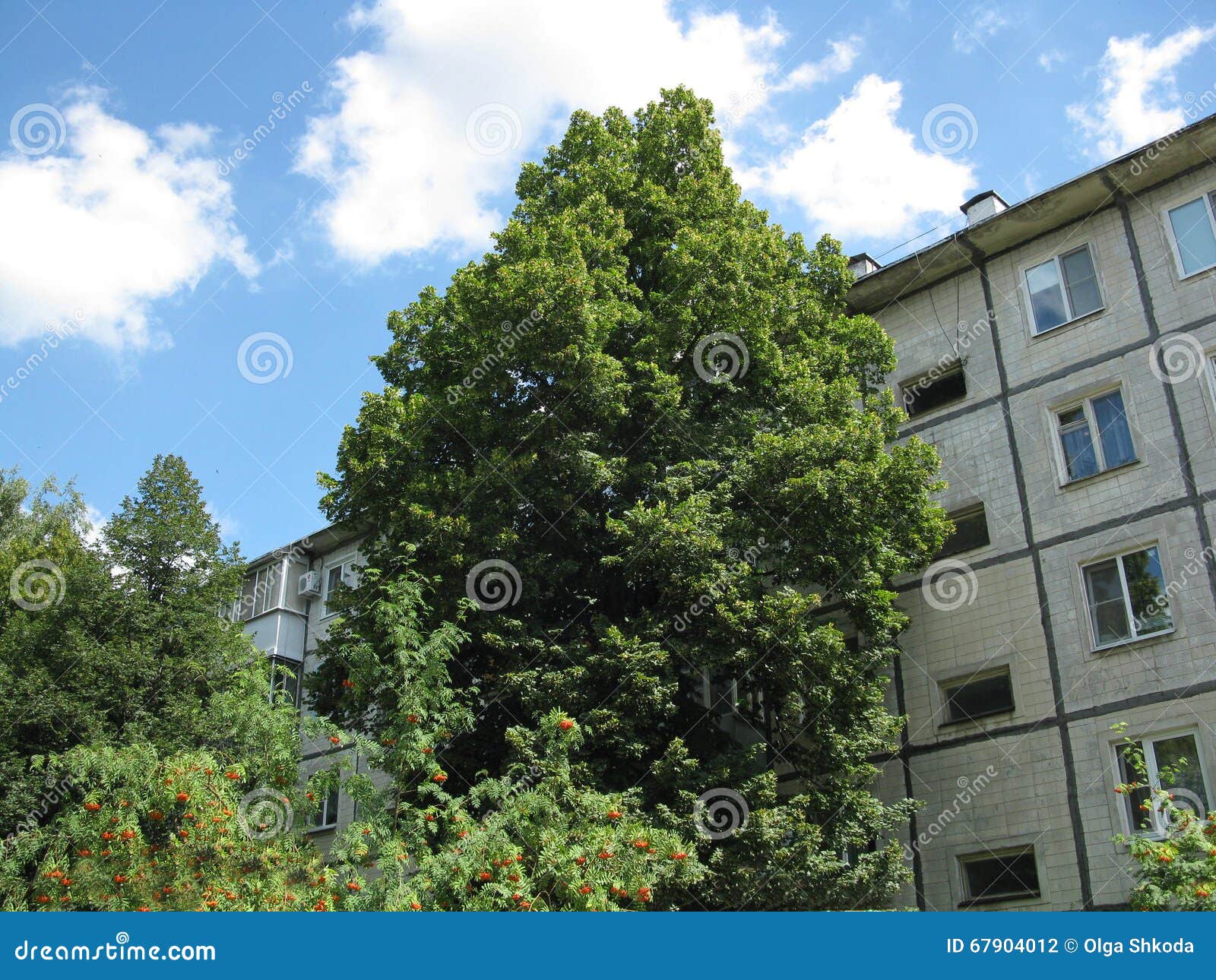 Building, sky and tree stock photo. Image of roof, tree - 67904012
