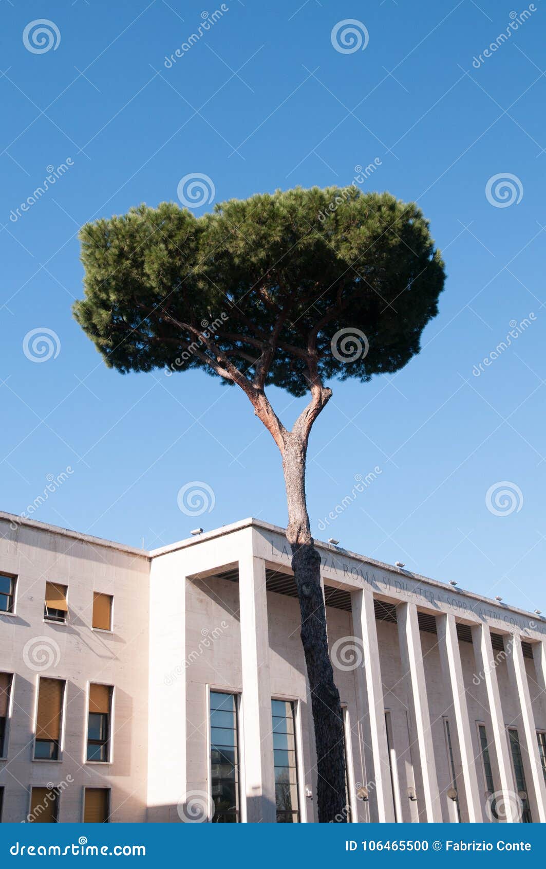 Building Square Architecture and Pine Tree Editorial Image - Image of ...