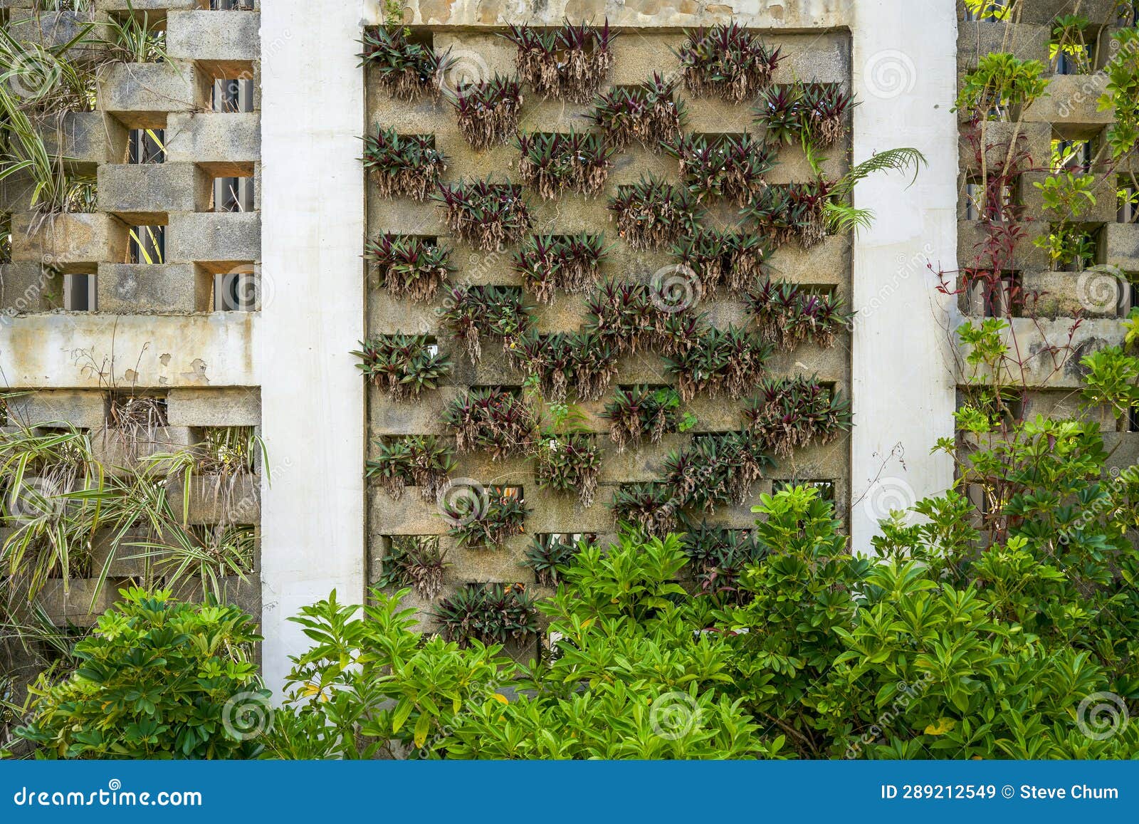 A Building Wall Full of Plants Stock Image - Image of shrub, green ...