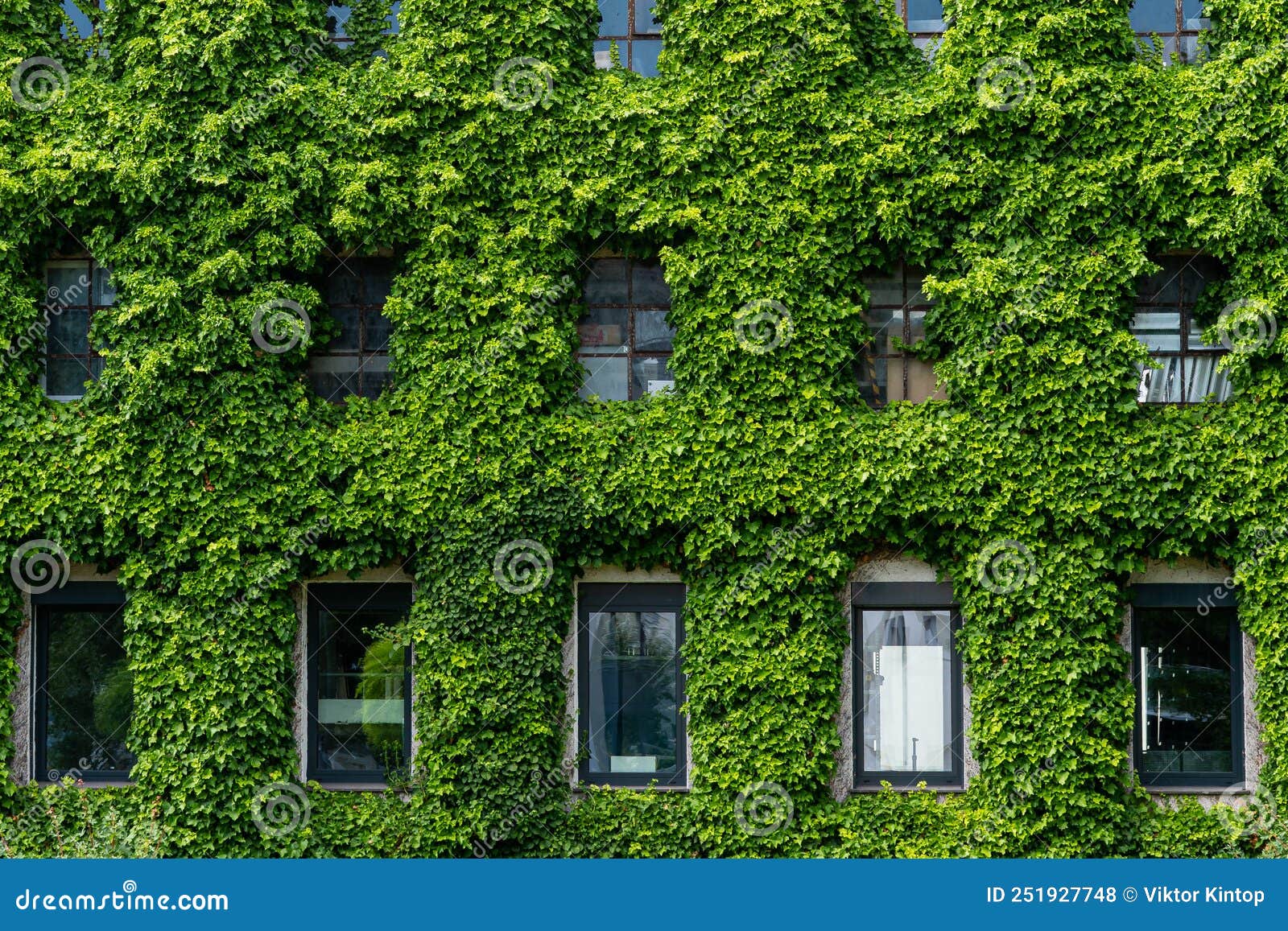 Building with Windows Completely Overgrown with Creepers Stock Photo ...