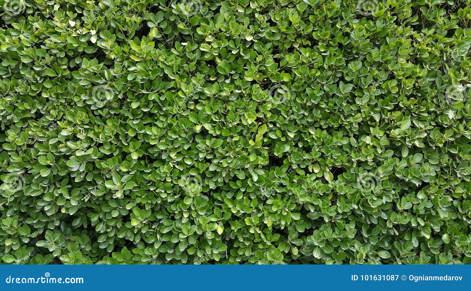 10,530 Buis Photos libres de droits et gratuites de Dreamstime