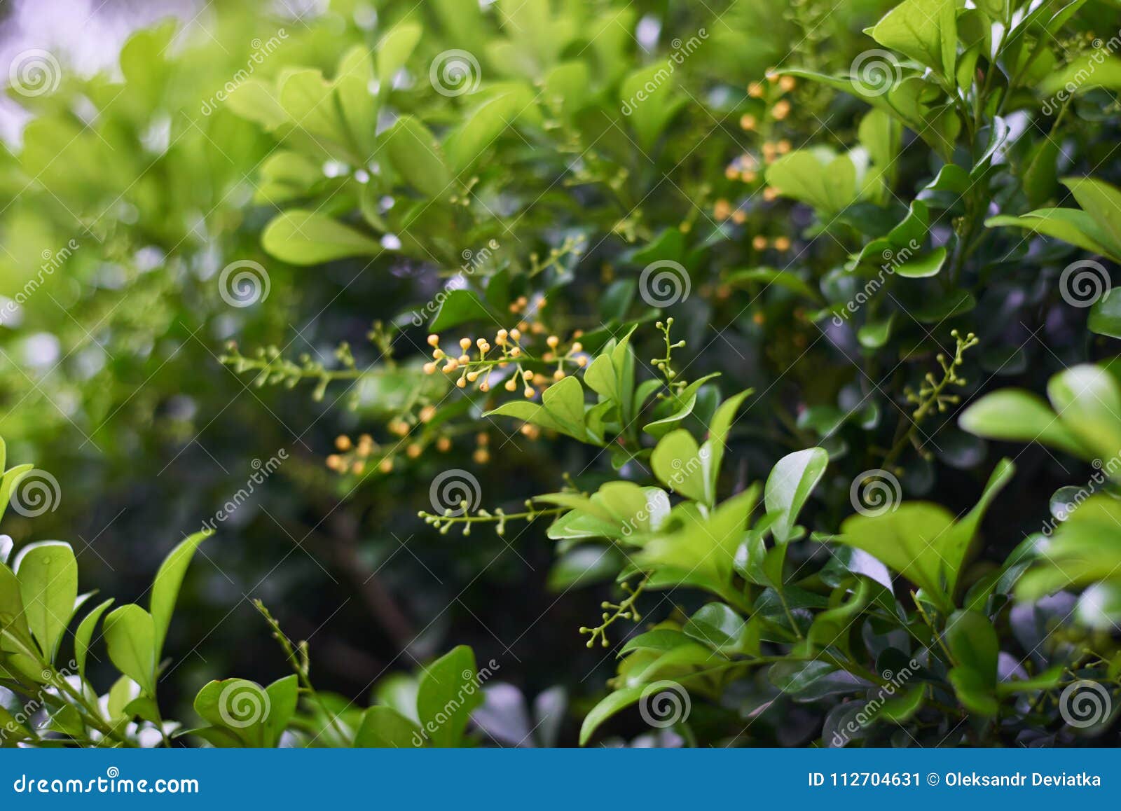 Buisson Chinois Vert Avec La Fleur Peu D'inflorescence Jaune Image ...