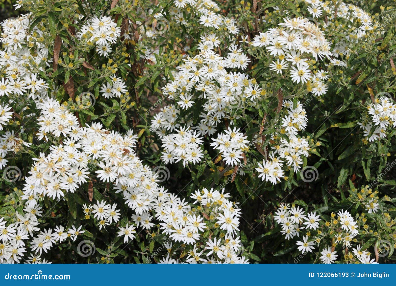 Buisson De Marguerite De Scilly En Pleine Fleur Image stock - Image du ...