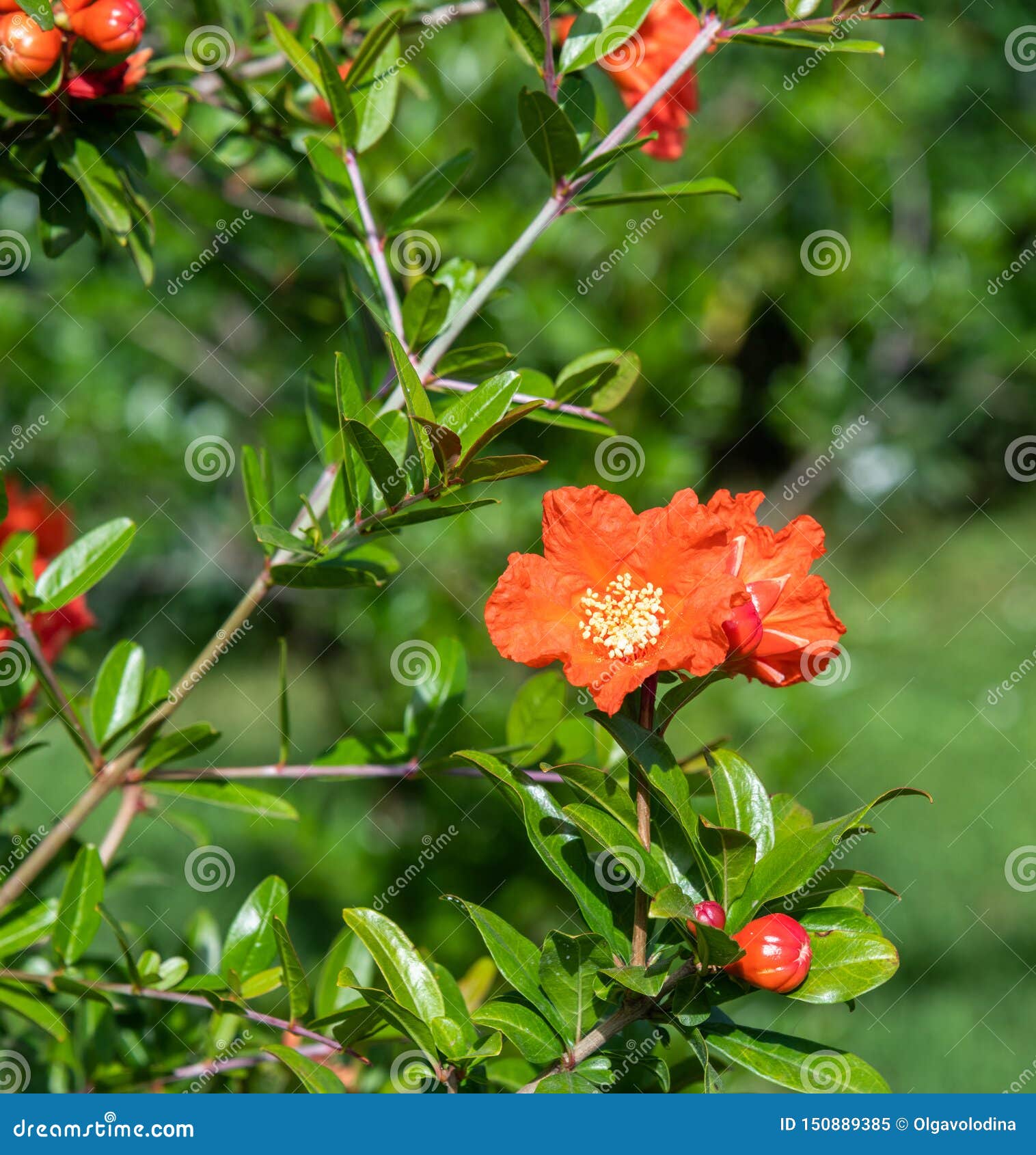 Buisson Fleurissant De Grenade Avec Fleurs Rouges Image stock - Image ...