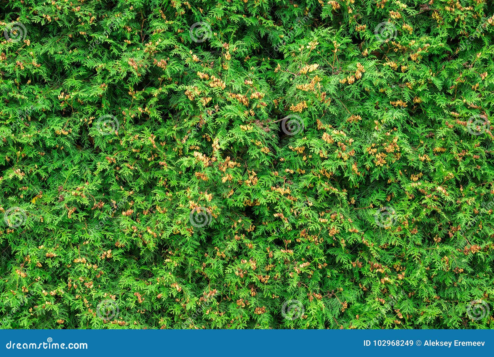 Buisson Vert De Texture Sur Le Cadre Entier Image stock - Image du zone ...