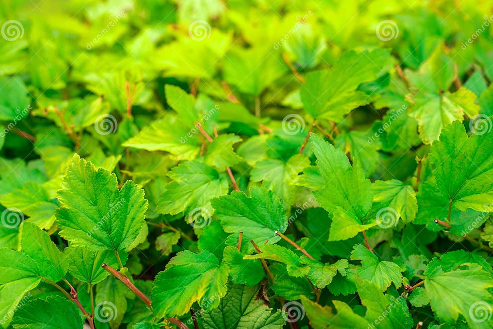 Buisson Vert De Texture Sur Le Cadre Entier Image stock - Image du ...