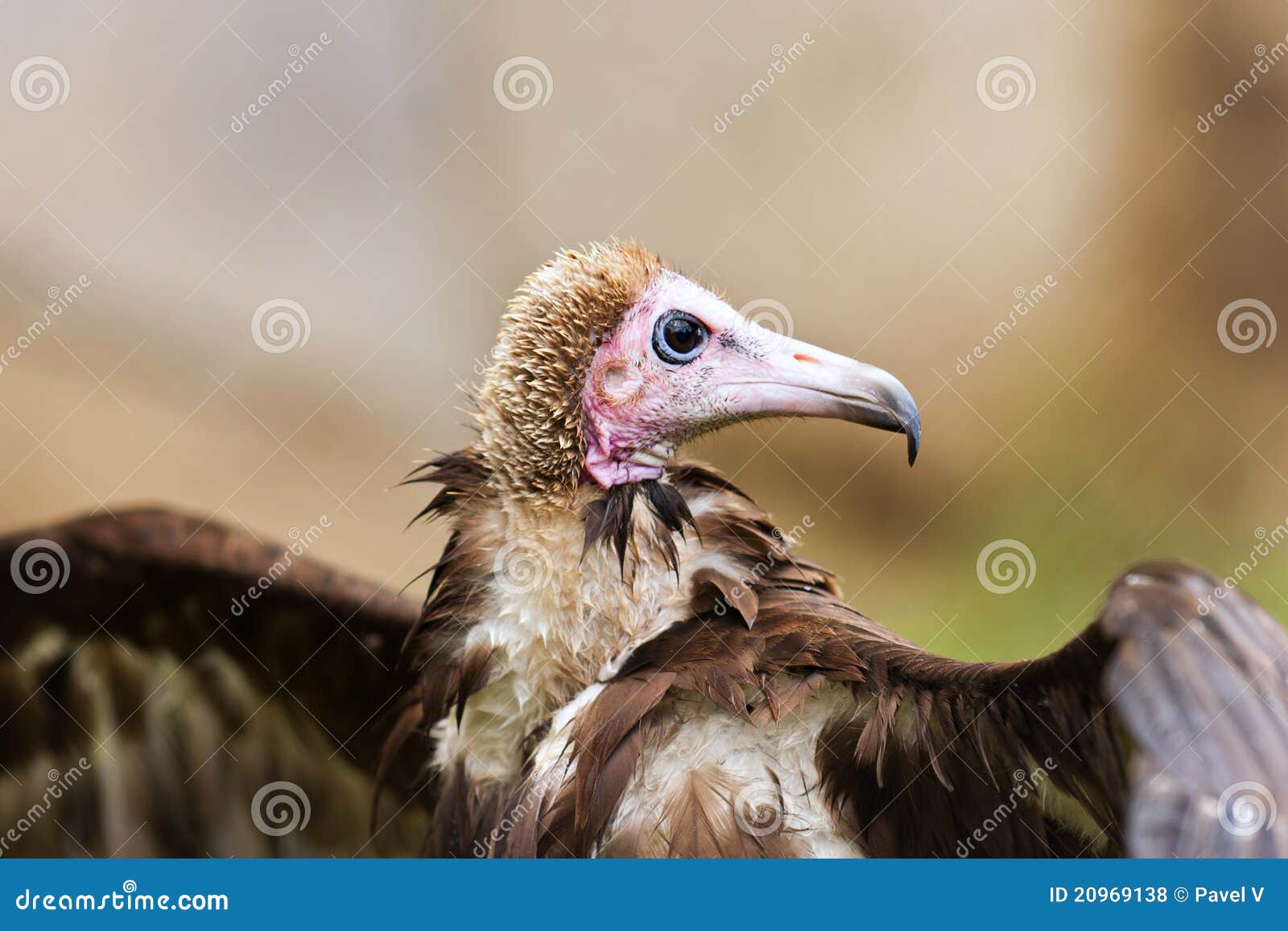 Buitre foto de archivo. Imagen de garras, parque, plumas - 20969138