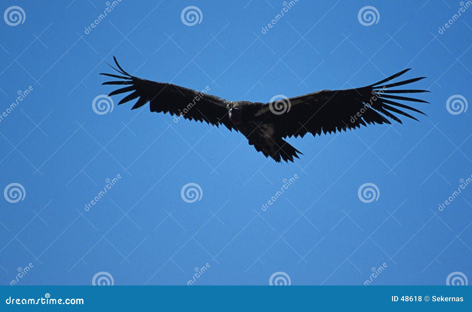 Buitre altísimo foto de archivo. Imagen de kenia, fuerte - 48618
