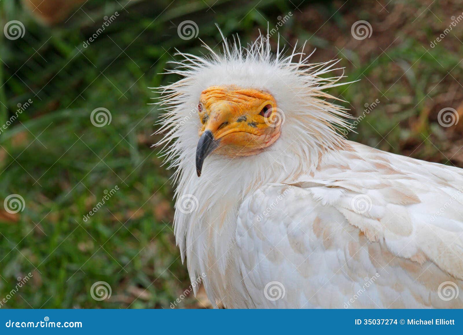 Buitre blanco foto de archivo. Imagen de limpiador, africano - 35037274