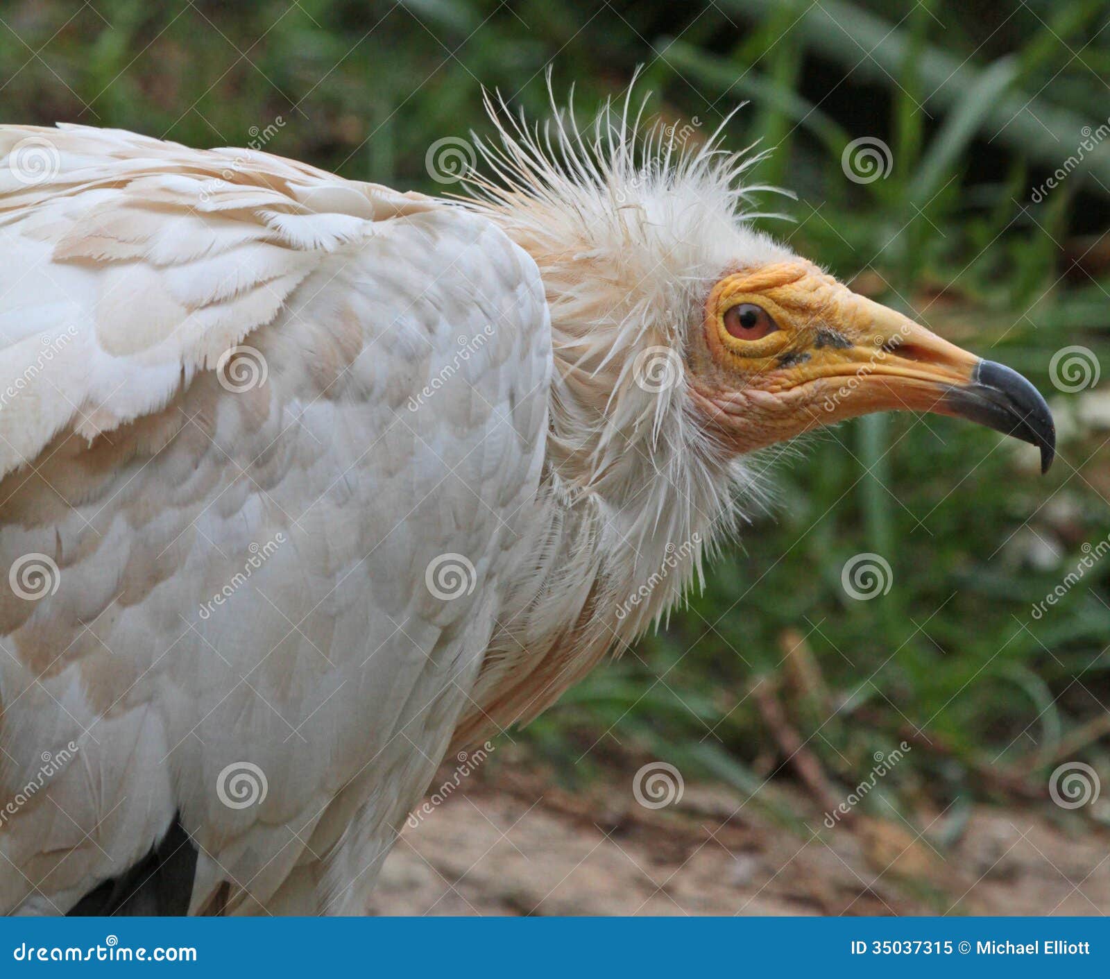 Buitre blanco imagen de archivo. Imagen de enojado, buzzard - 35037315