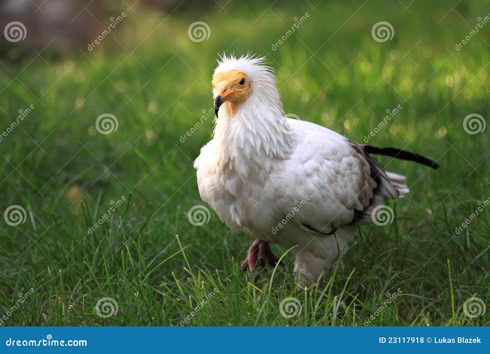 Buitre Blanco Del Limpiador Foto de archivo - Imagen de blanco, viejo ...