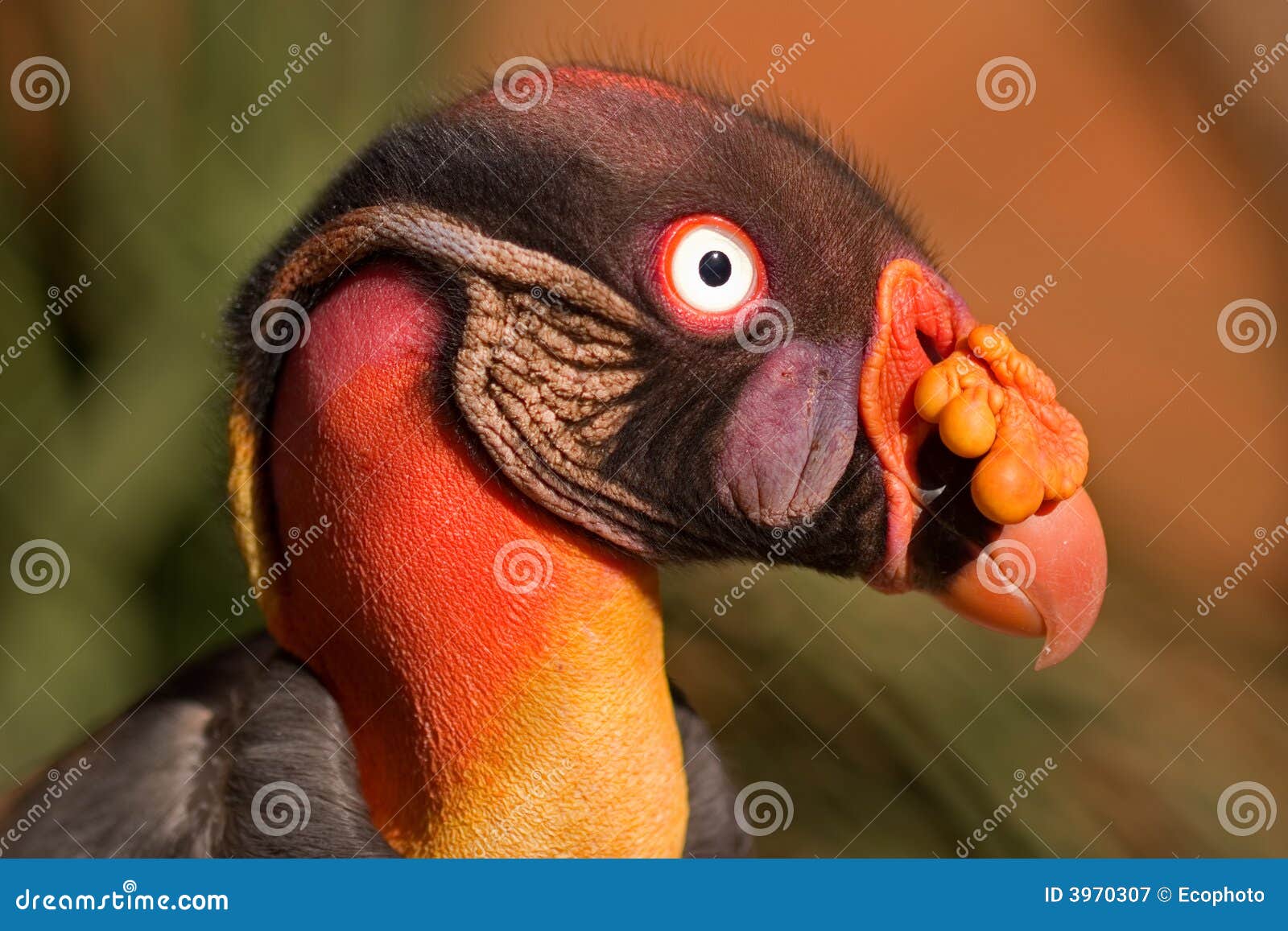 Buitre de rey americano imagen de archivo. Imagen de animal - 3970307