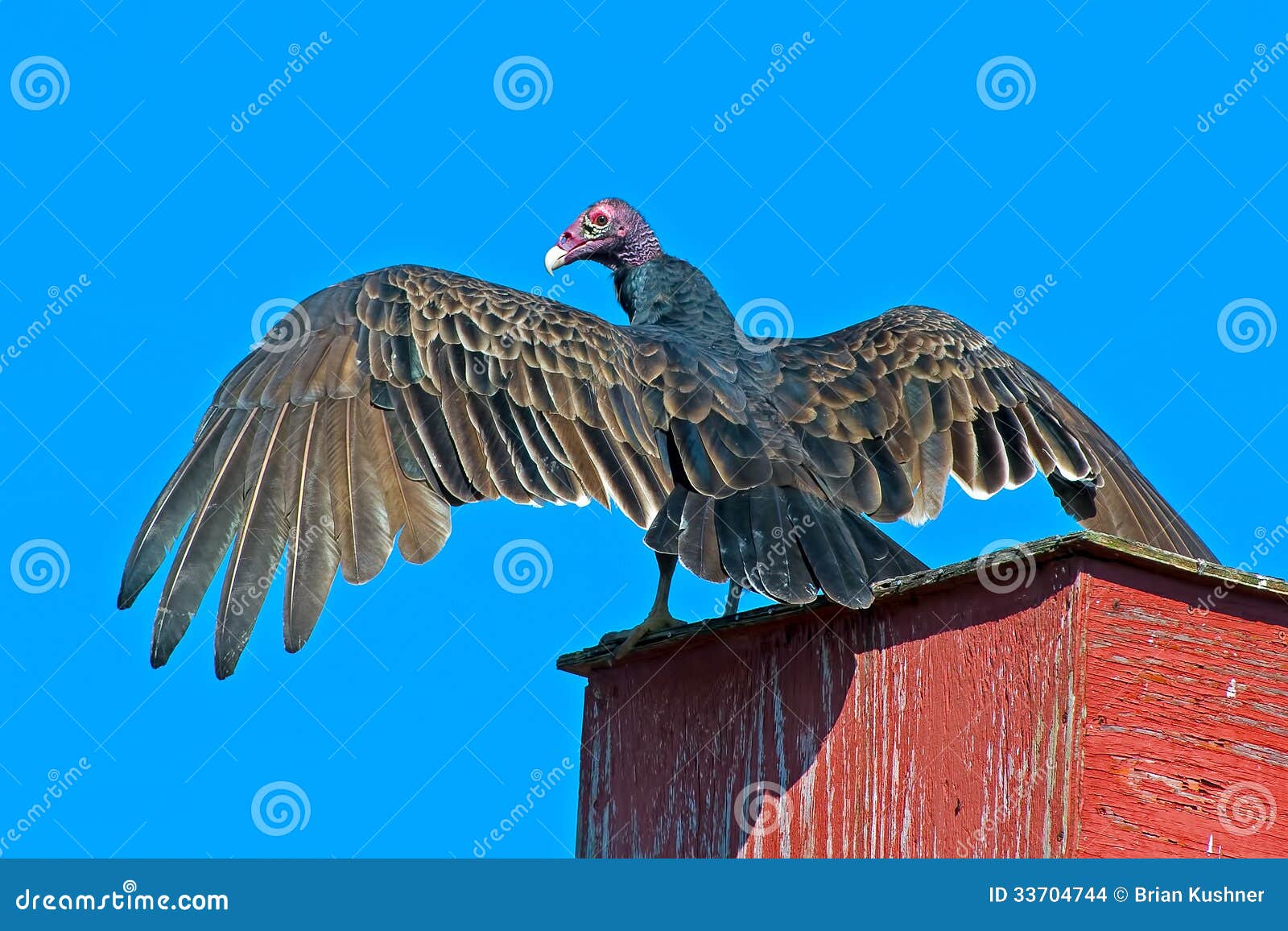 Buitre de Turquía foto de archivo. Imagen de azul, chimenea - 33704744