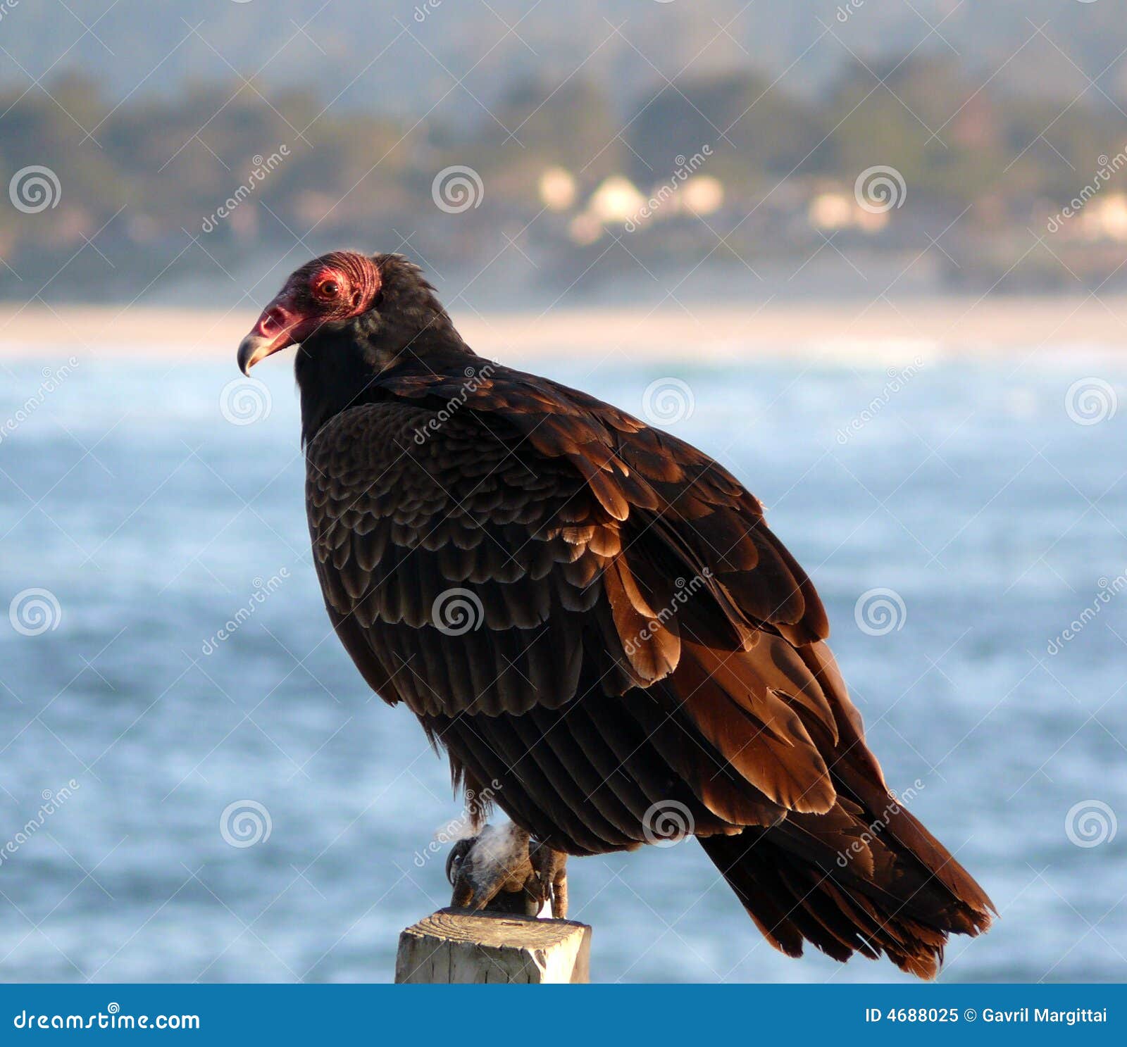 Buitre de Turquía imagen de archivo. Imagen de océano - 4688025