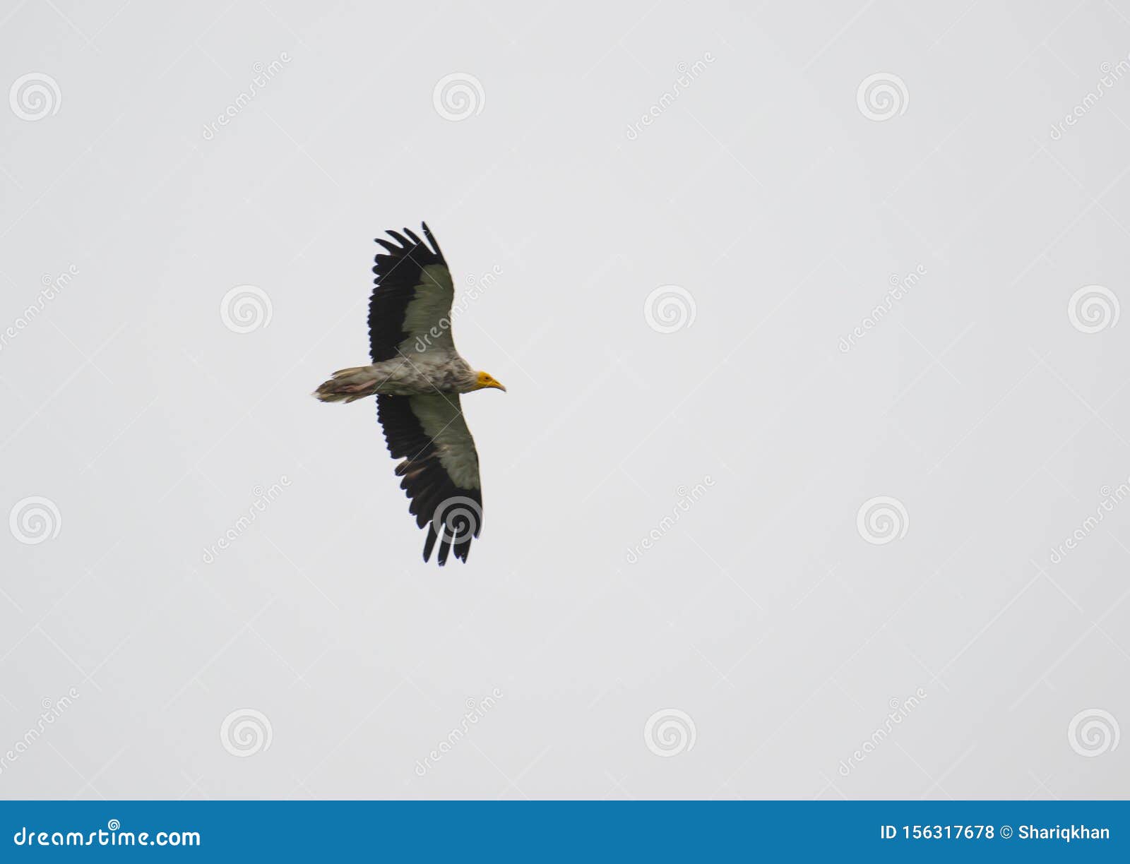 Buitre Egipcio Volando En El Cielo Foto de archivo - Imagen de cielo ...