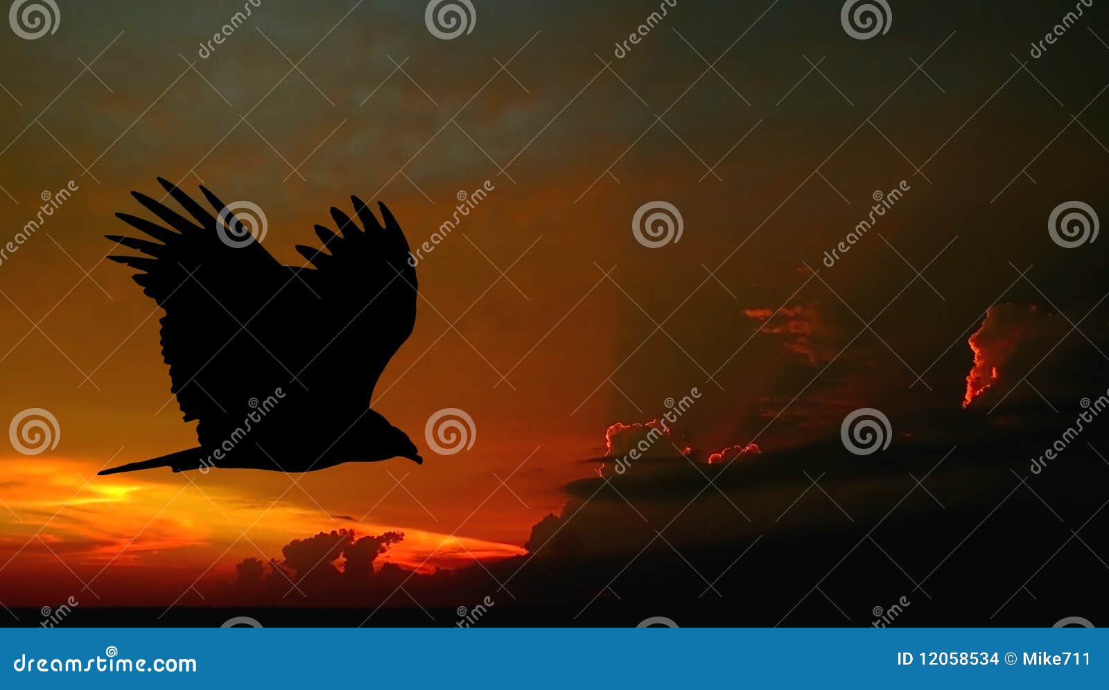 Buitre en vuelo foto de archivo. Imagen de grande, negro - 12058534