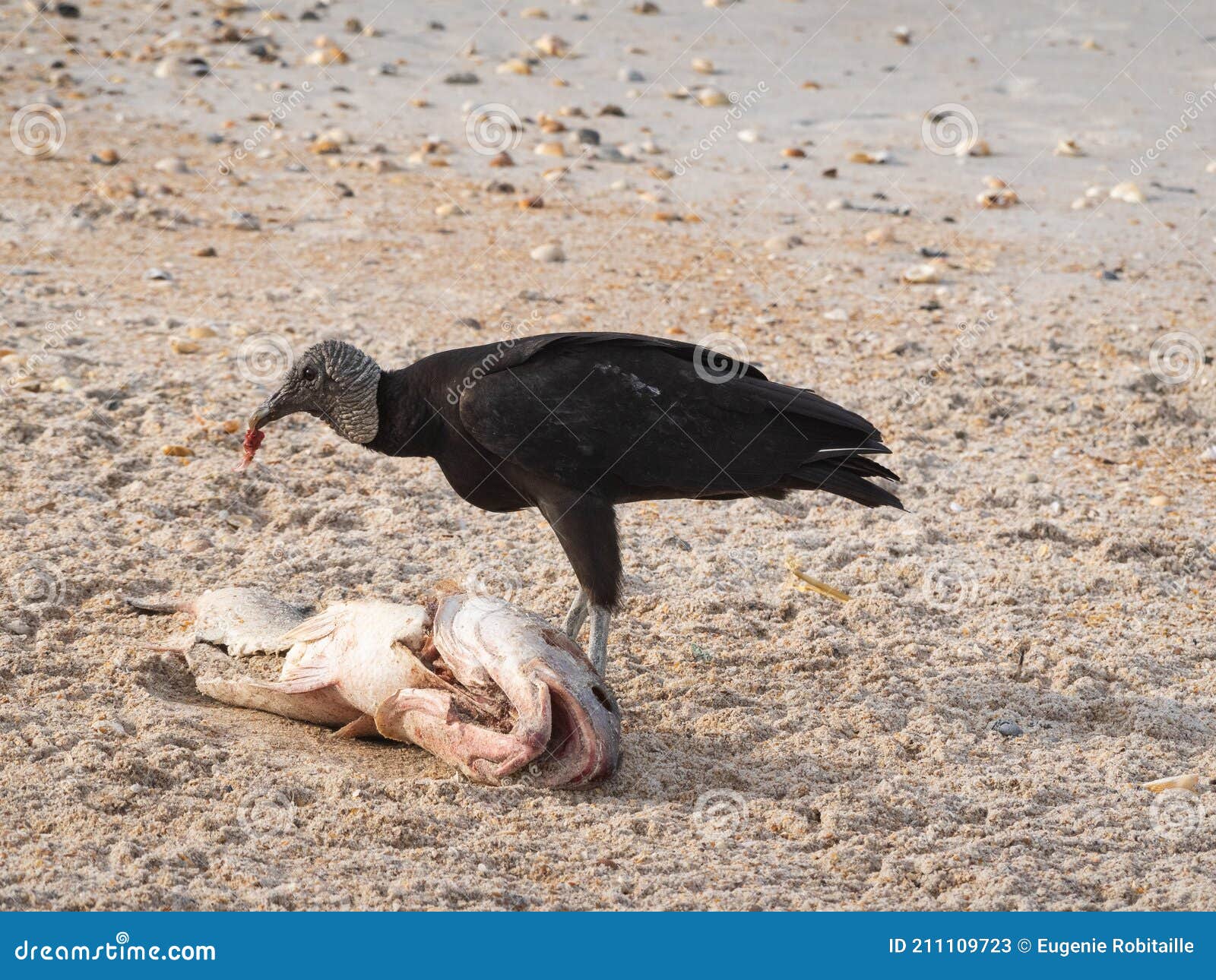 Buitre negro comiendo imagen de archivo. Imagen de avituallamiento ...