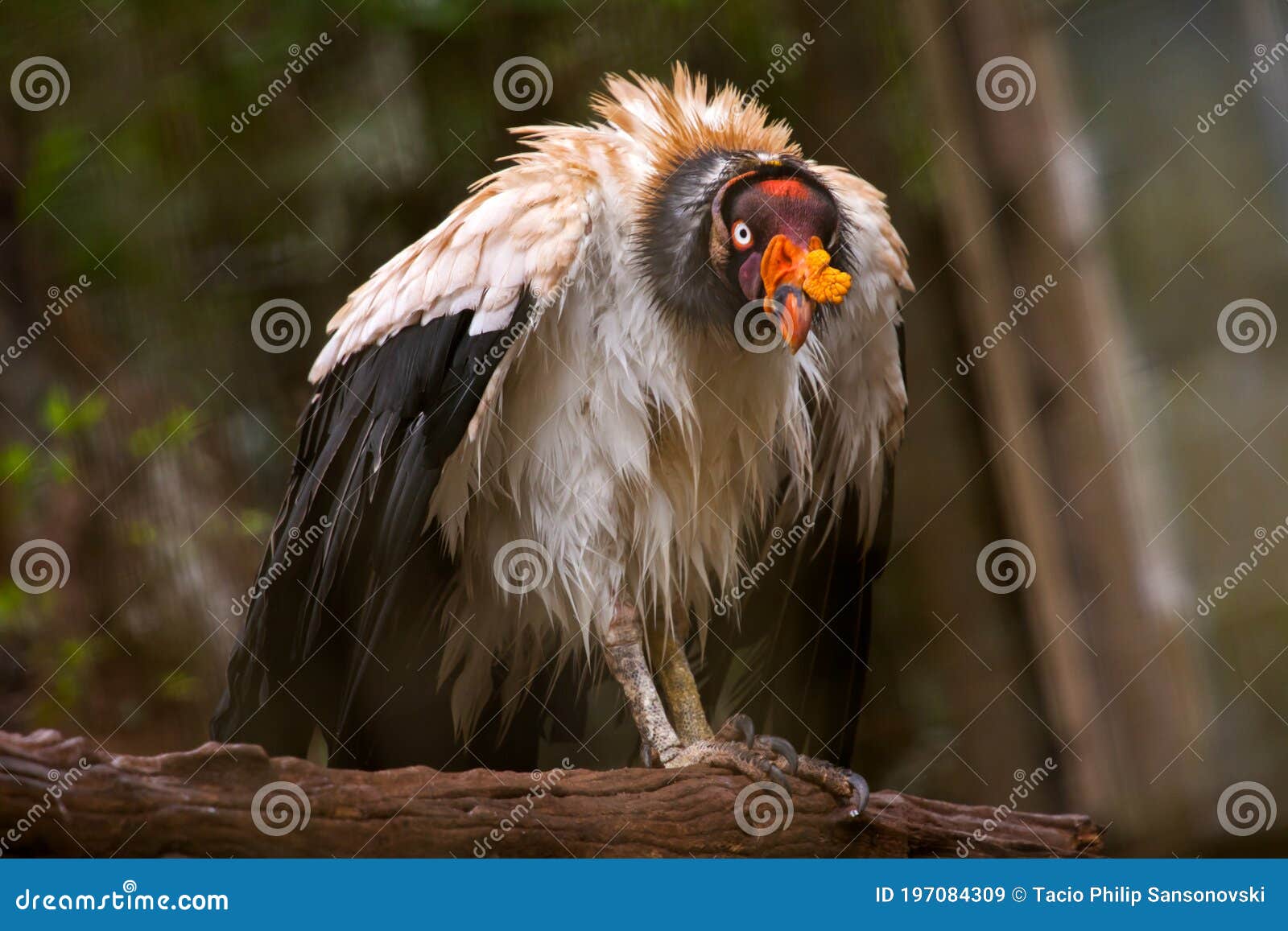Buitre Rey - Papa De Sarcoramphus Imagen de archivo - Imagen de central ...