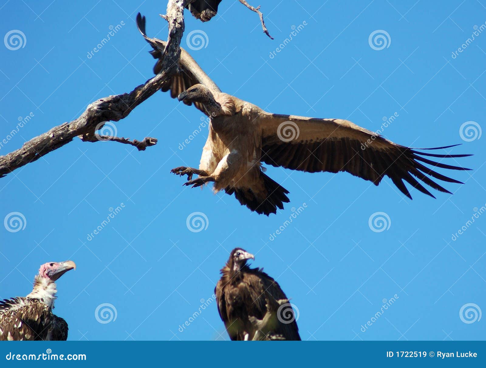 Buitres imagen de archivo. Imagen de vuelo, libertad, garras - 1722519