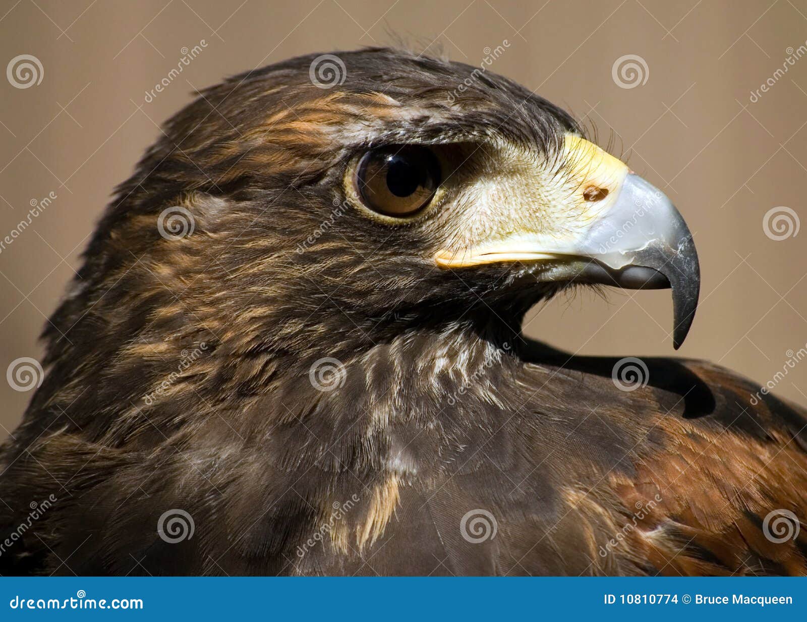 Buizerd stock foto. Image of buizerd, hoofd, havik, roofvogel - 10810774