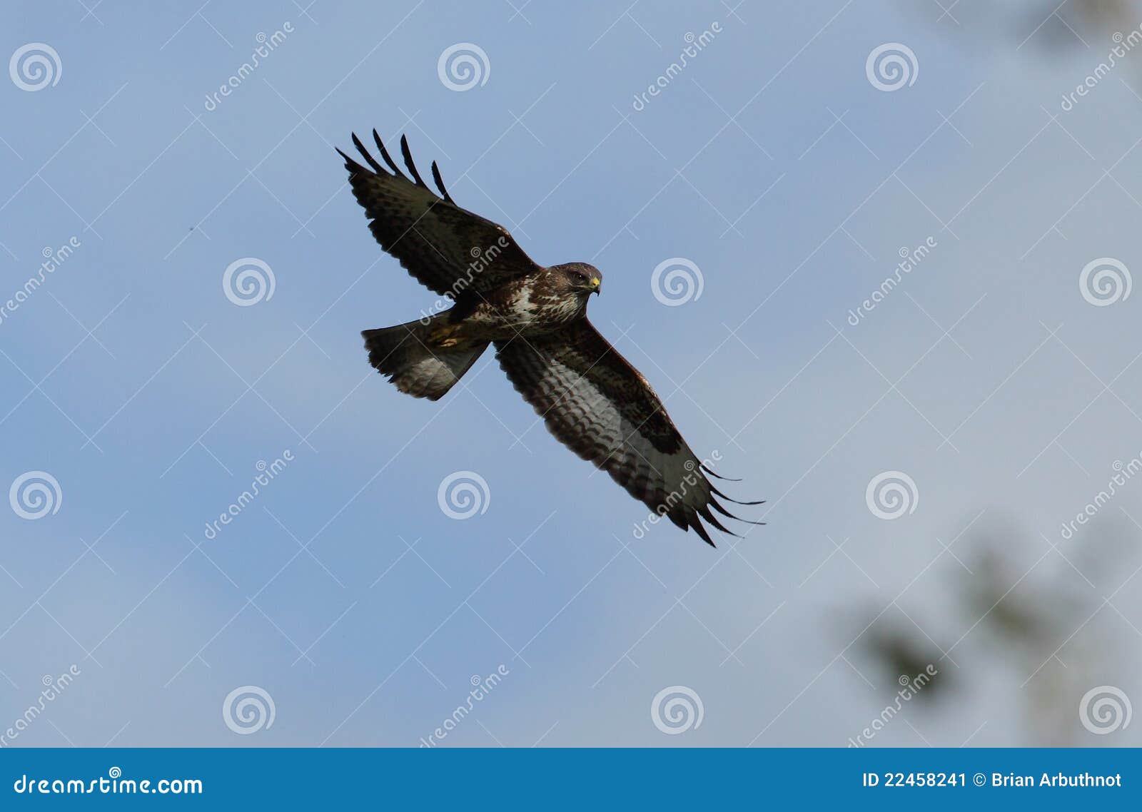Buizerd. stock afbeelding. Image of vlucht, roofvogel - 22458241