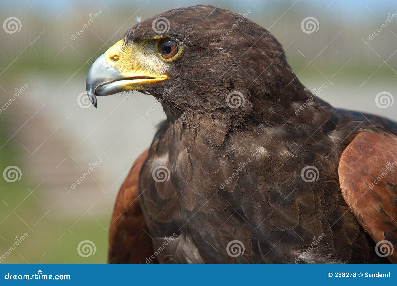 Buizerd stock foto. Image of veren, bevederd, roofvogel - 238278