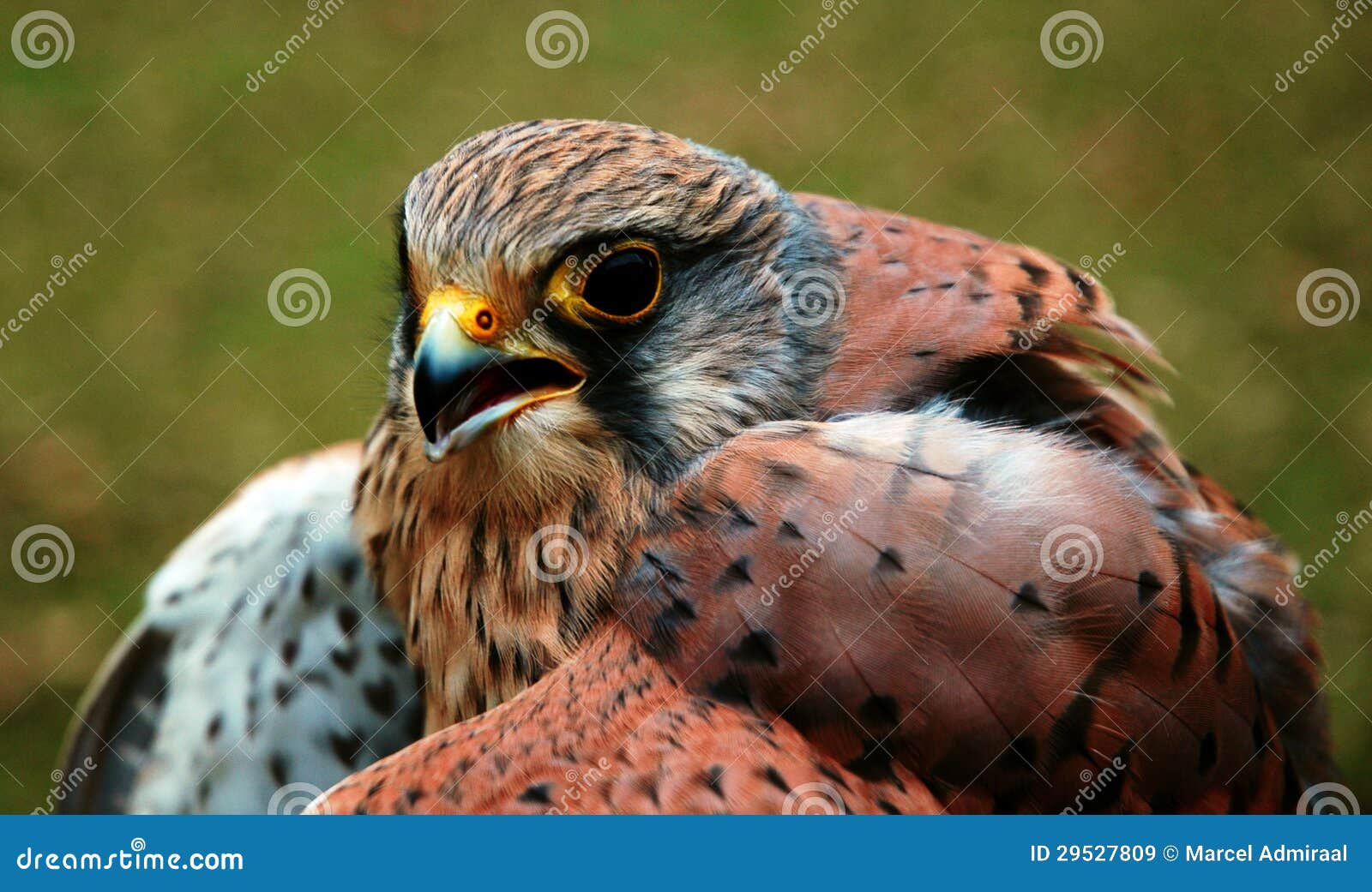 Buizerd stock afbeelding. Image of ogen, geel, carnivoor - 29527809