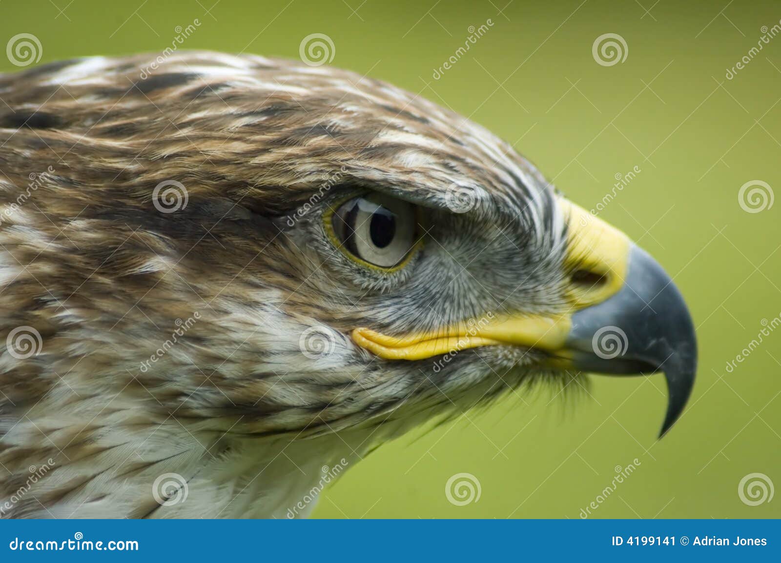 Buizerd stock afbeelding. Image of vogel, veren, buizerd - 4199141