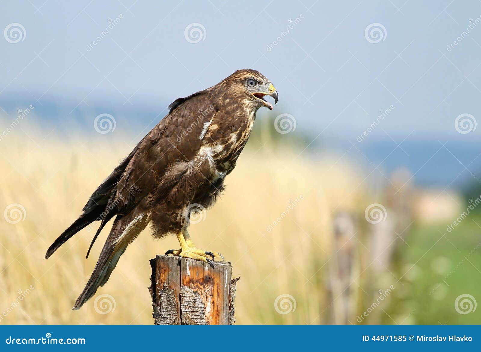 Buizerd stock afbeelding. Image of veer, moordenaar, naughty - 44971585