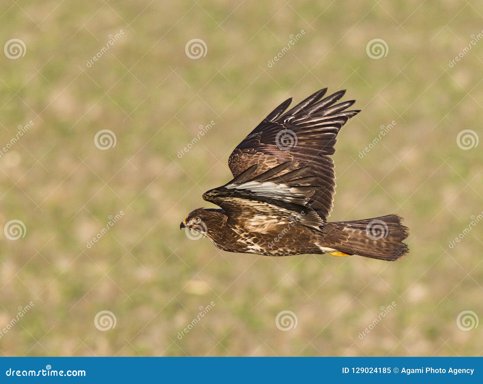 Set Of Buzzard In Flight Isolated On White. Buteo Rufinus Royalty-Free ...