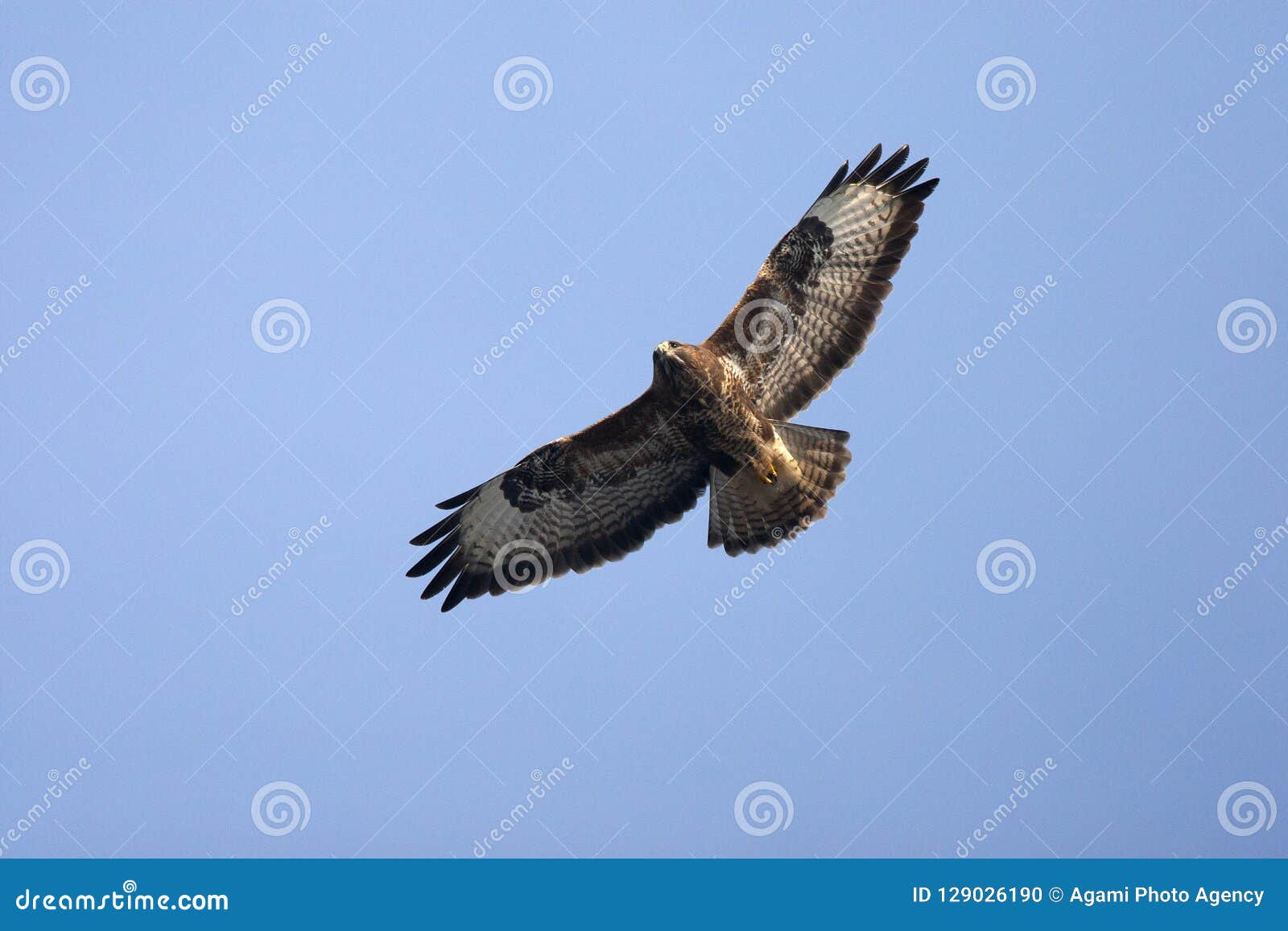 Buizerd, Common Buzzard, Buteo Buteo Stock Photo - Image of flying ...