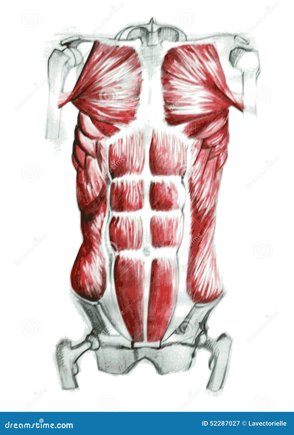 Buk- muskler vektor illustrationer. Illustration av biologi - 52287027