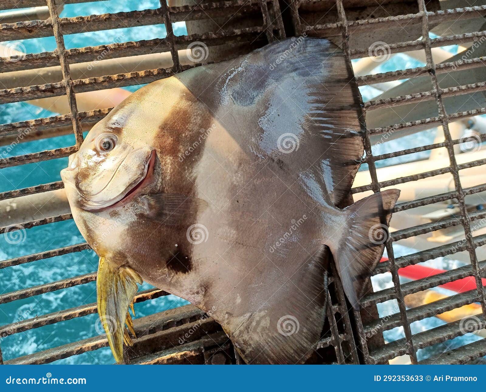 Buka Fish Stock Photos - Free & Royalty-Free Stock Photos from Dreamstime