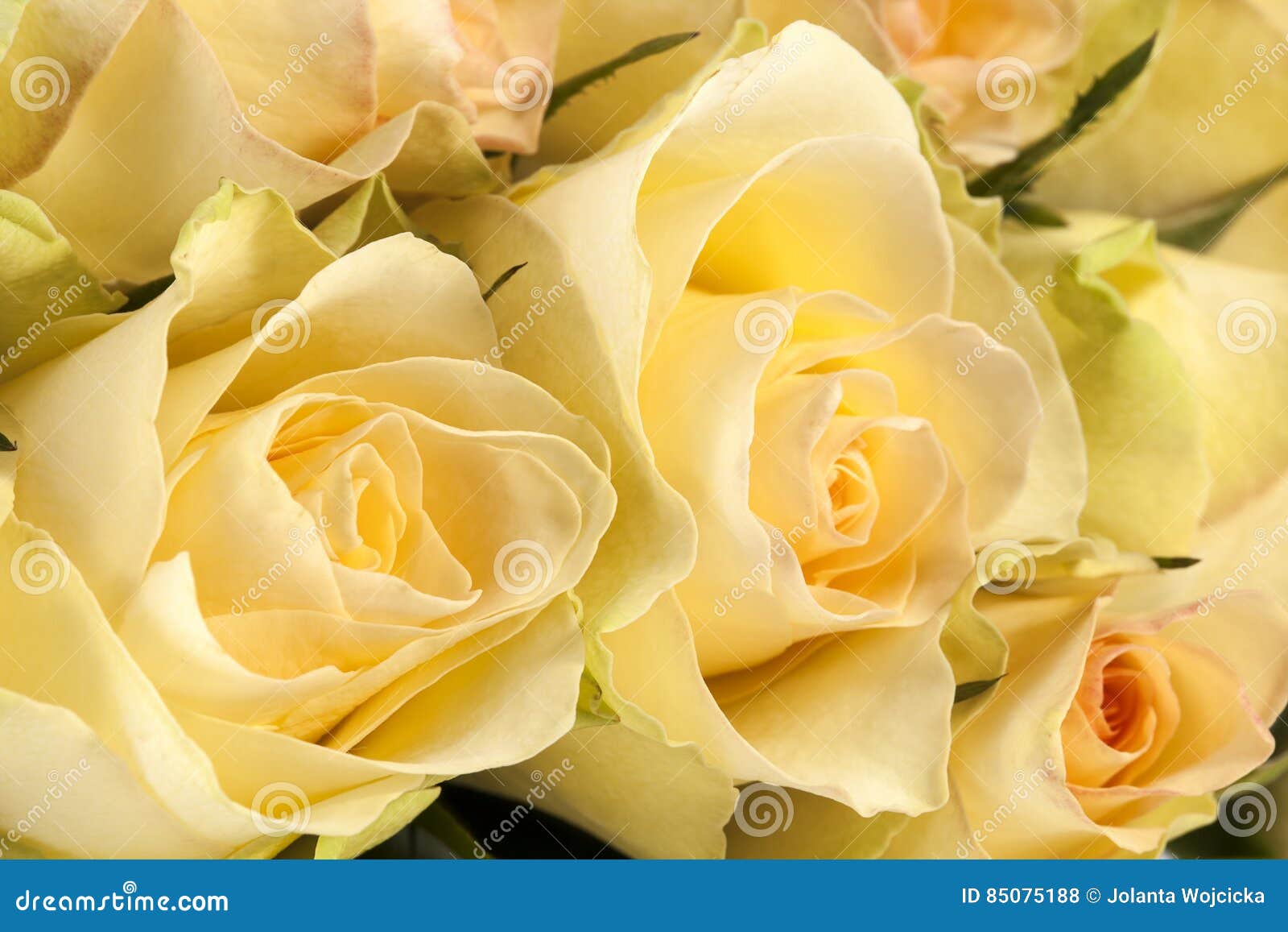 Bukett Av Gula Rosor, Slut Upp Arkivfoto - Bild av blommar, dekorativt ...