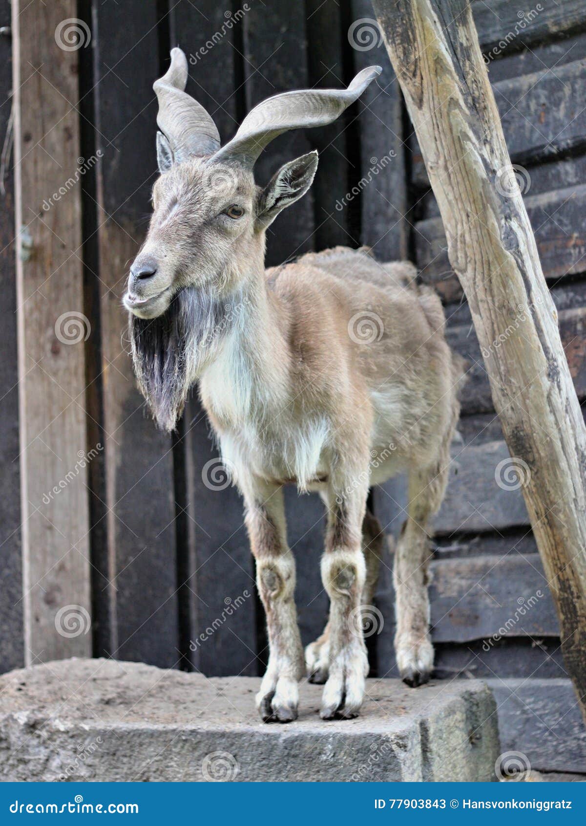 Bukharan Markhor, Also Known As Turkomen Markhor Or Tadjik Markhor ...
