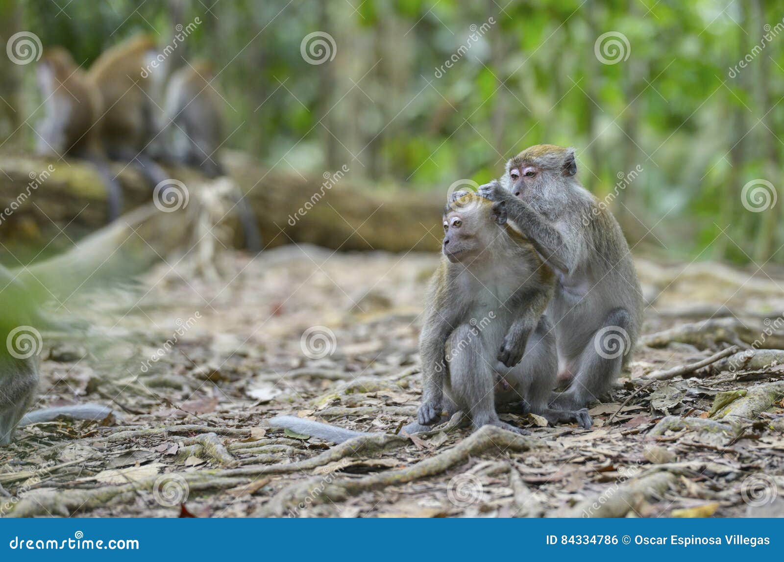 Bukit Lawang, Sumatra, Indonesia Stock Photo - Image of monkey, animal ...