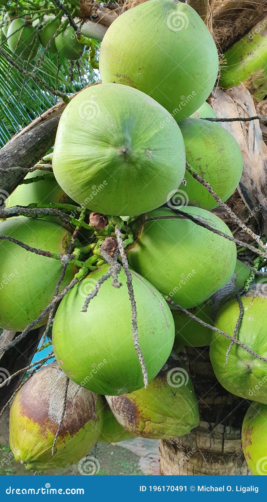 Buko verde de coco joven imagen de archivo. Imagen de coco - 196170491