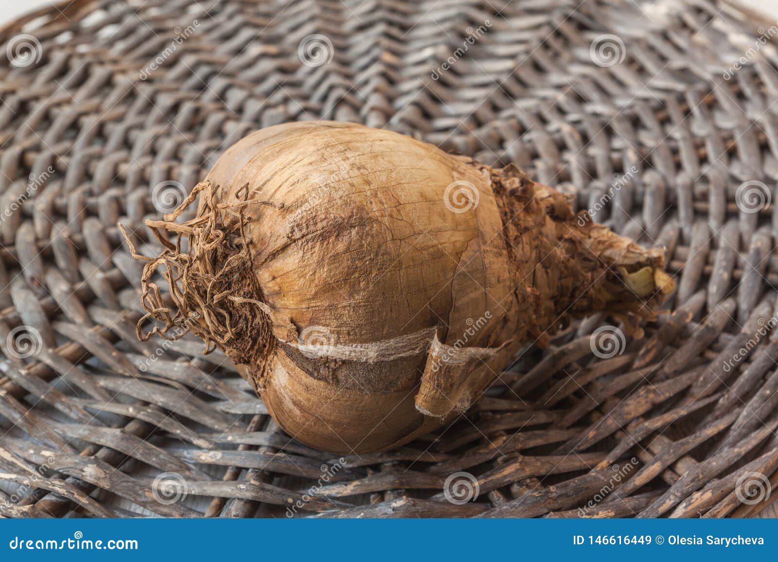 Bulb Amaryllis Belladonna in a Rest Period Stock Image - Image of ...