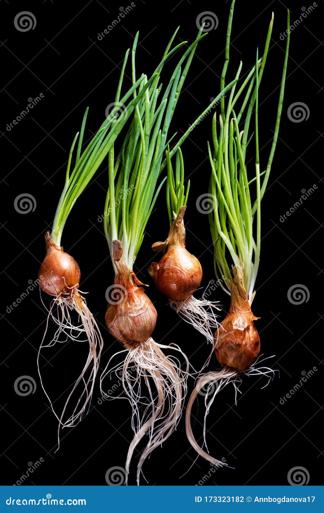 Bulb on a Black Background Sprouted by Roots and Greens Stock Photo ...