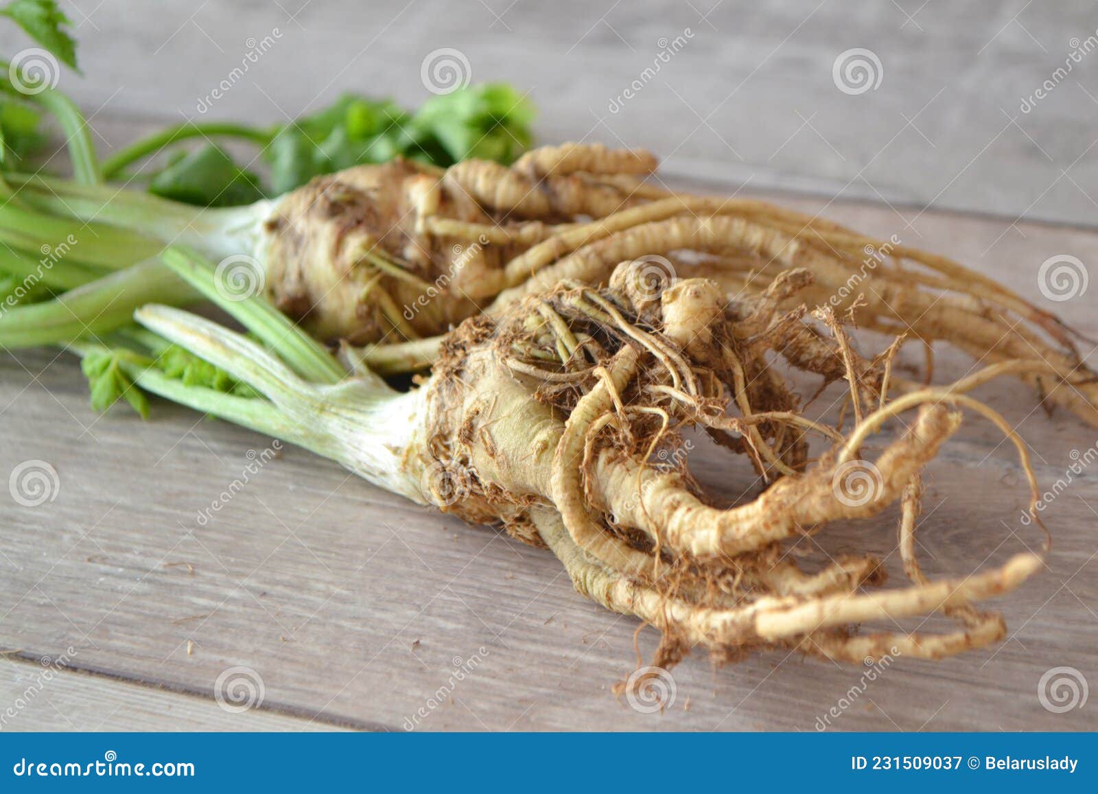 Bulb of Celery with Fresh Leaves, Close Up Image Stock Image - Image of ...