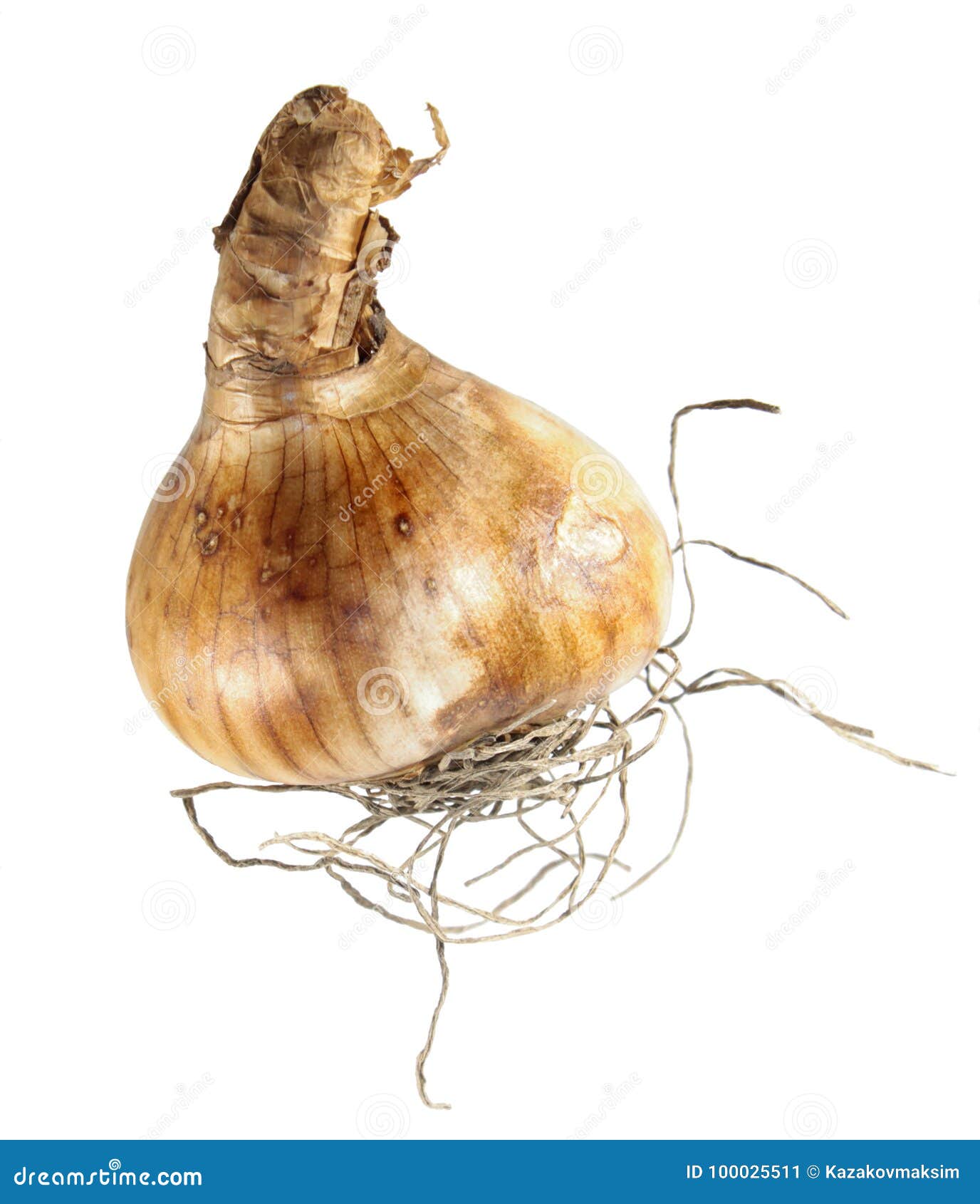 Bulb of Daffodil Isolated on White Background Stock Image - Image of ...