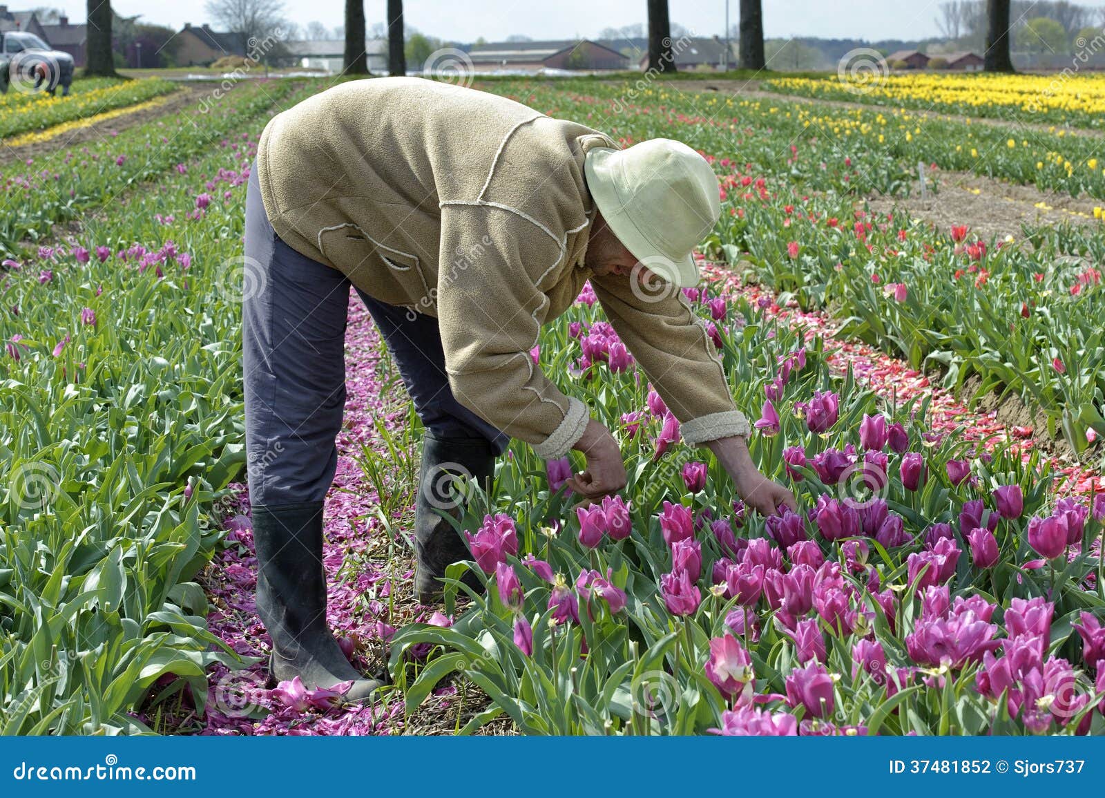 Tulip Picker Stock Image | CartoonDealer.com #2219731