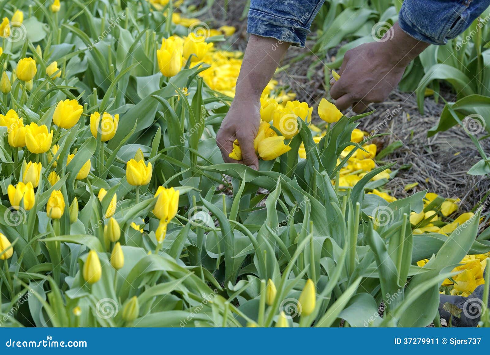 Tulip Picker Stock Image | CartoonDealer.com #2219731