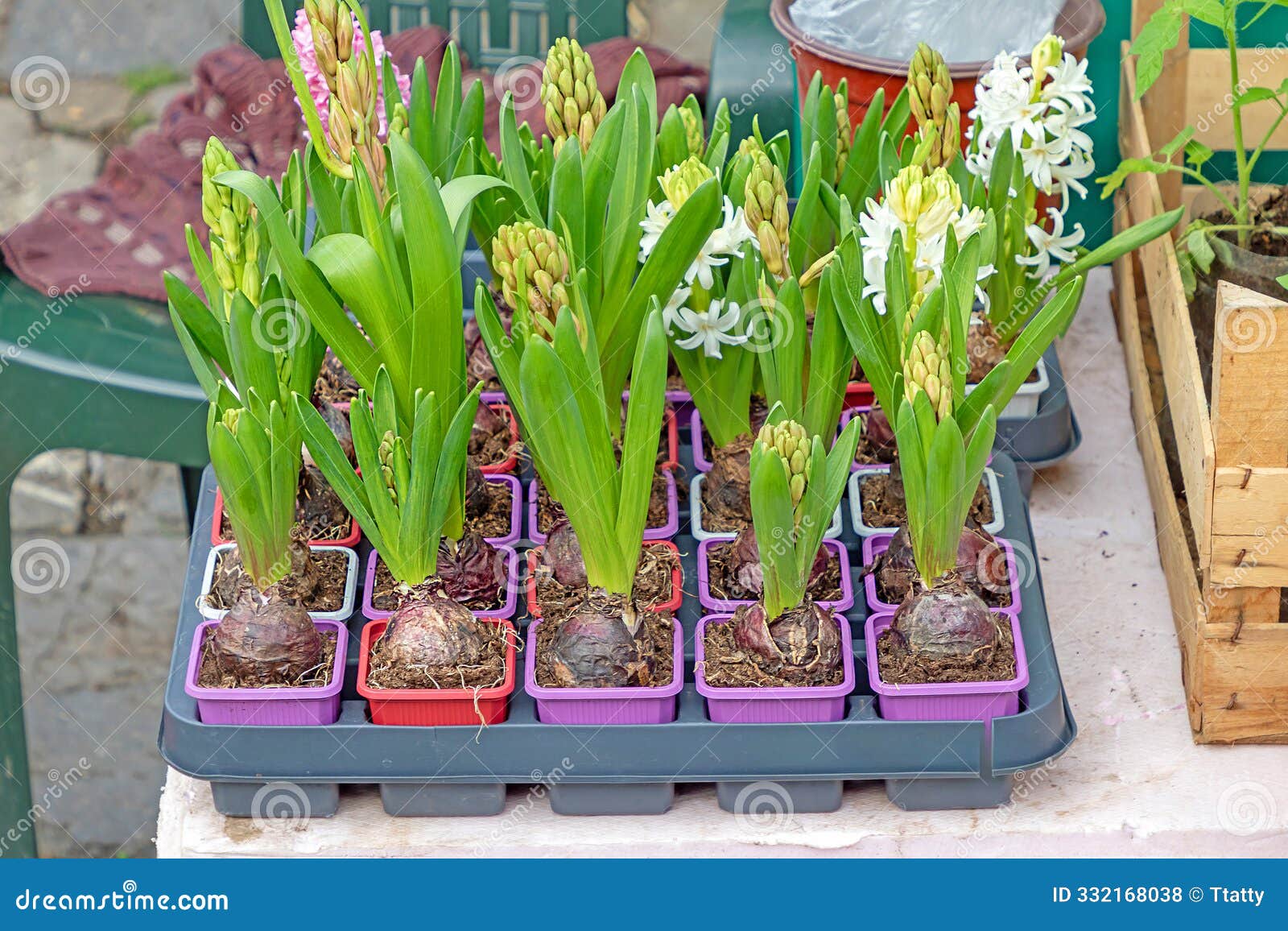 Bulb Flower in Garden Centre Stock Photo - Image of plant, bulbs: 332168038