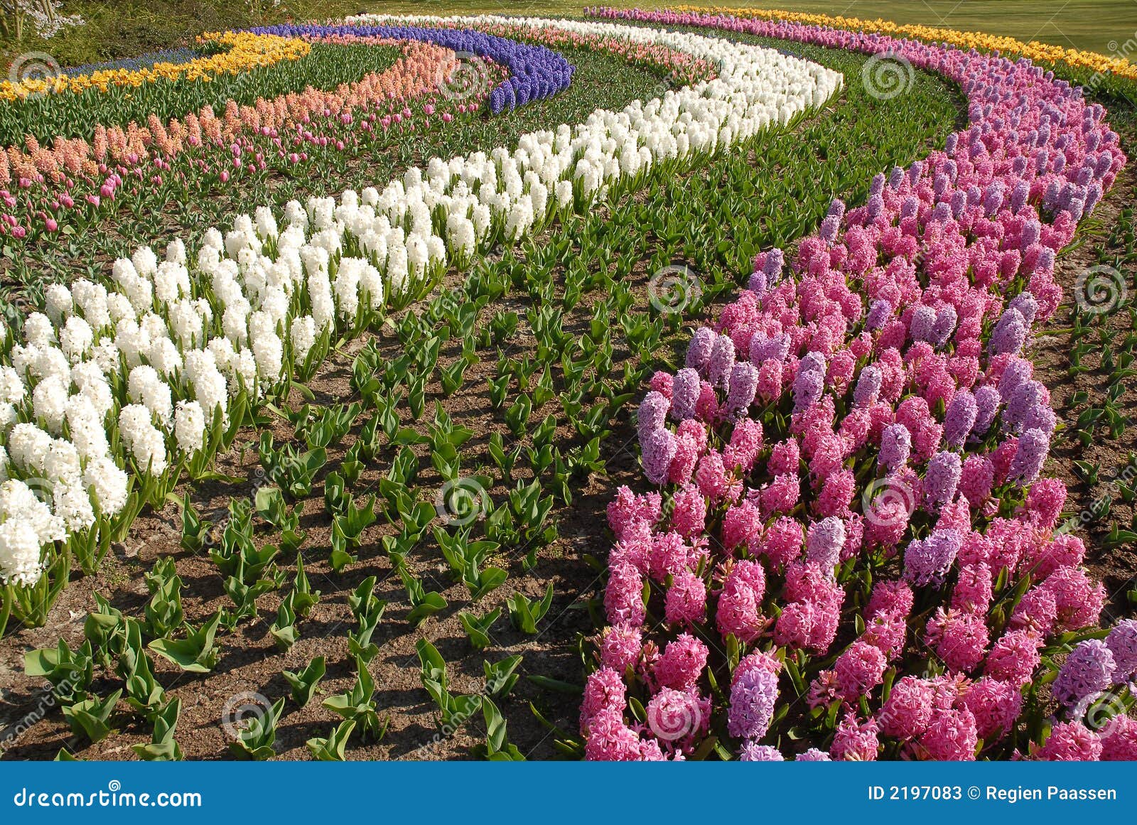 Bulb flowers 1 stock image. Image of flowers, white, netherlands - 2197083