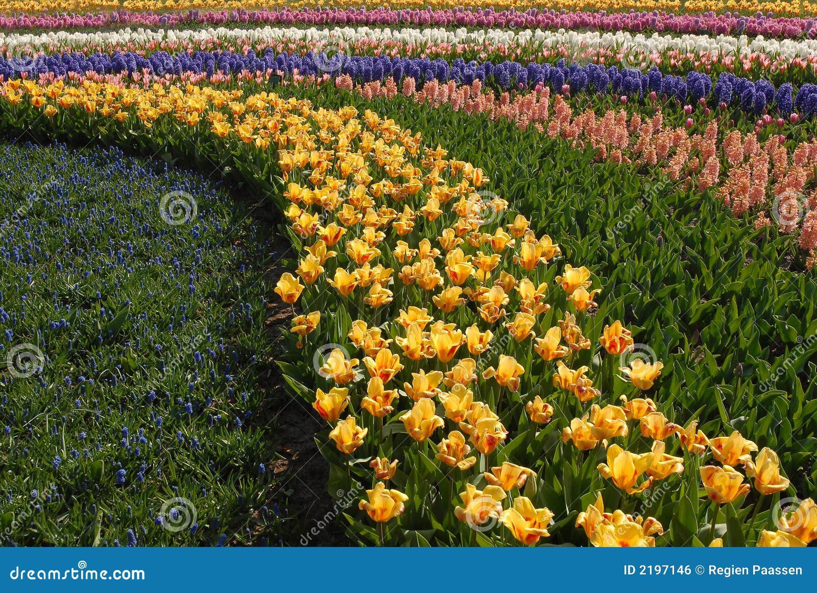 Bulb flowers 3 stock photo. Image of pattern, nature, spring - 2197146