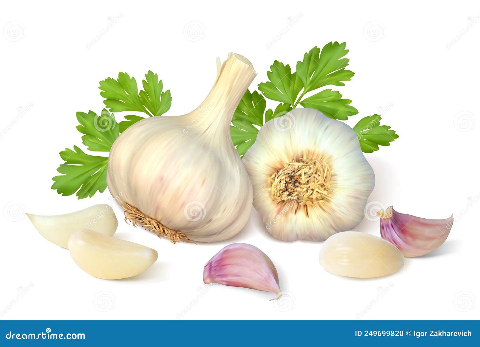 Bulb of Garlic. Isolated Vector Stock Vector - Illustration of cook ...